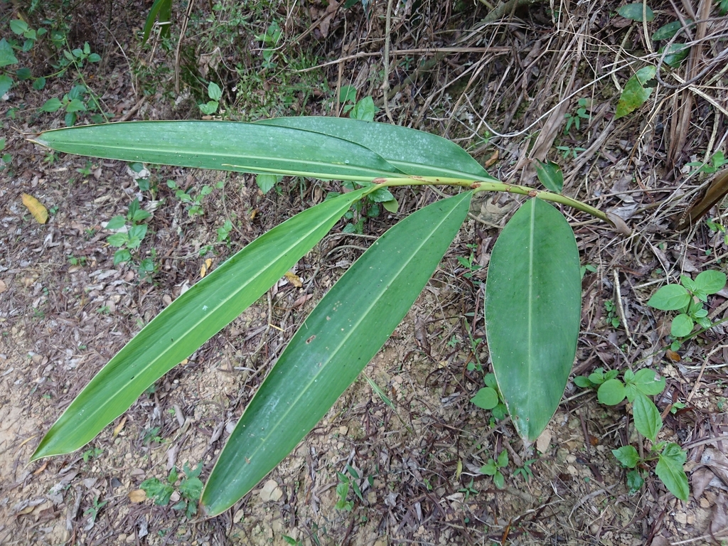 Shell ginger from 台灣高雄市Unnamed Road on April 27, 2019 at 03:04 PM by ...