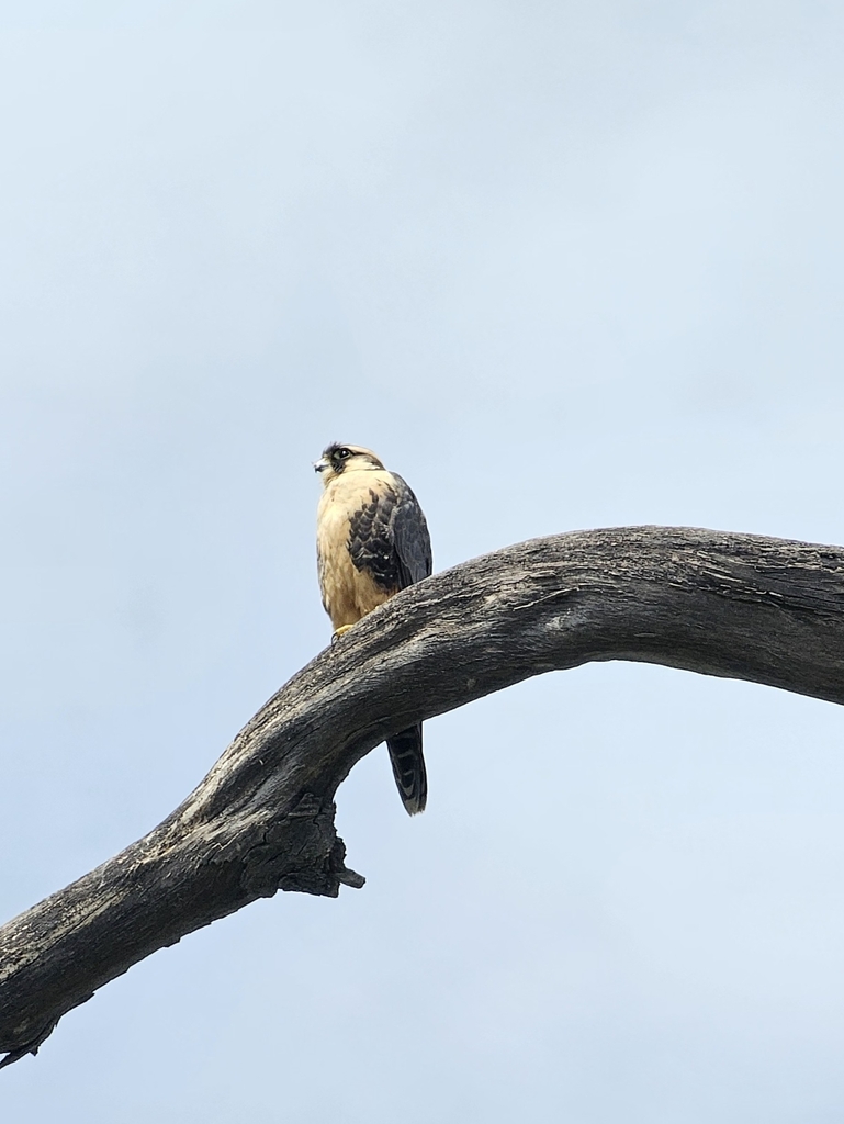 Aplomado Falcon from Alto Selva Alegre, Perú on March 29, 2024 at 10:48 ...