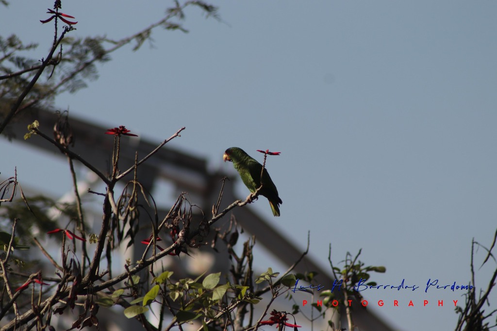 White-fronted Parrot in March 2024 by Big Birdy · iNaturalist