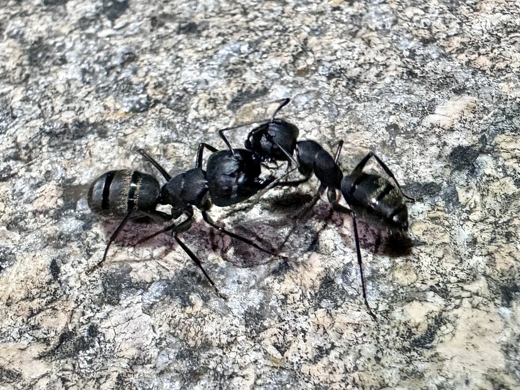 Japanese Carpenter Ant in March 2024 by marimo · iNaturalist