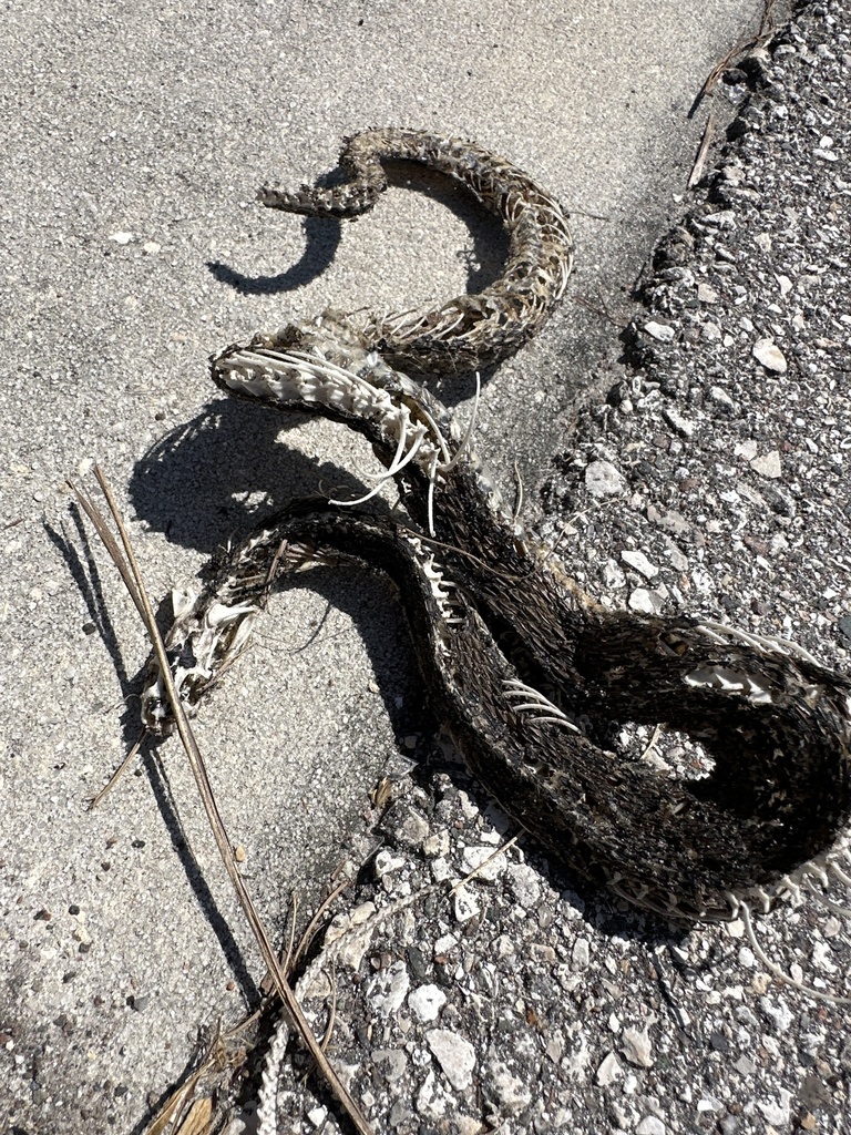 Watersnakes from Florida Gulf Coast University, Fort Myers, FL, US on ...