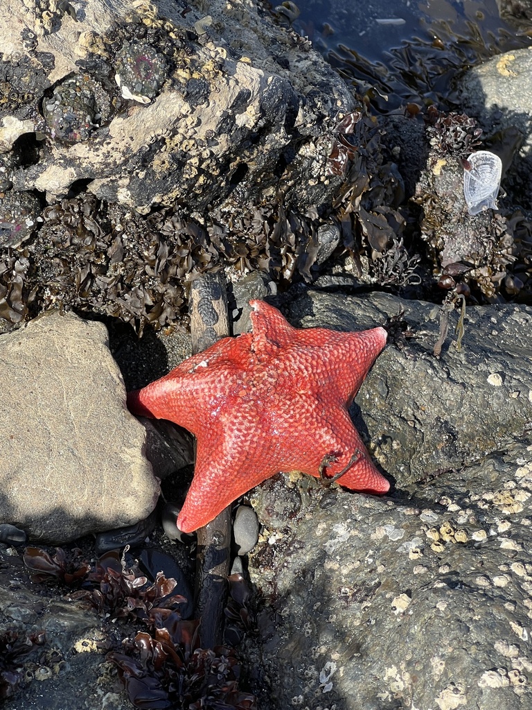 Bat Star from North Pacific Ocean, Brookings, OR, US on March 29, 2024 ...