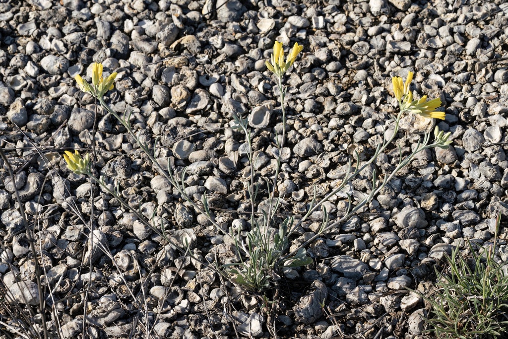 Engelmann's Bladderpod from Decatur, TX, US on March 23, 2024 at 10:47 ...