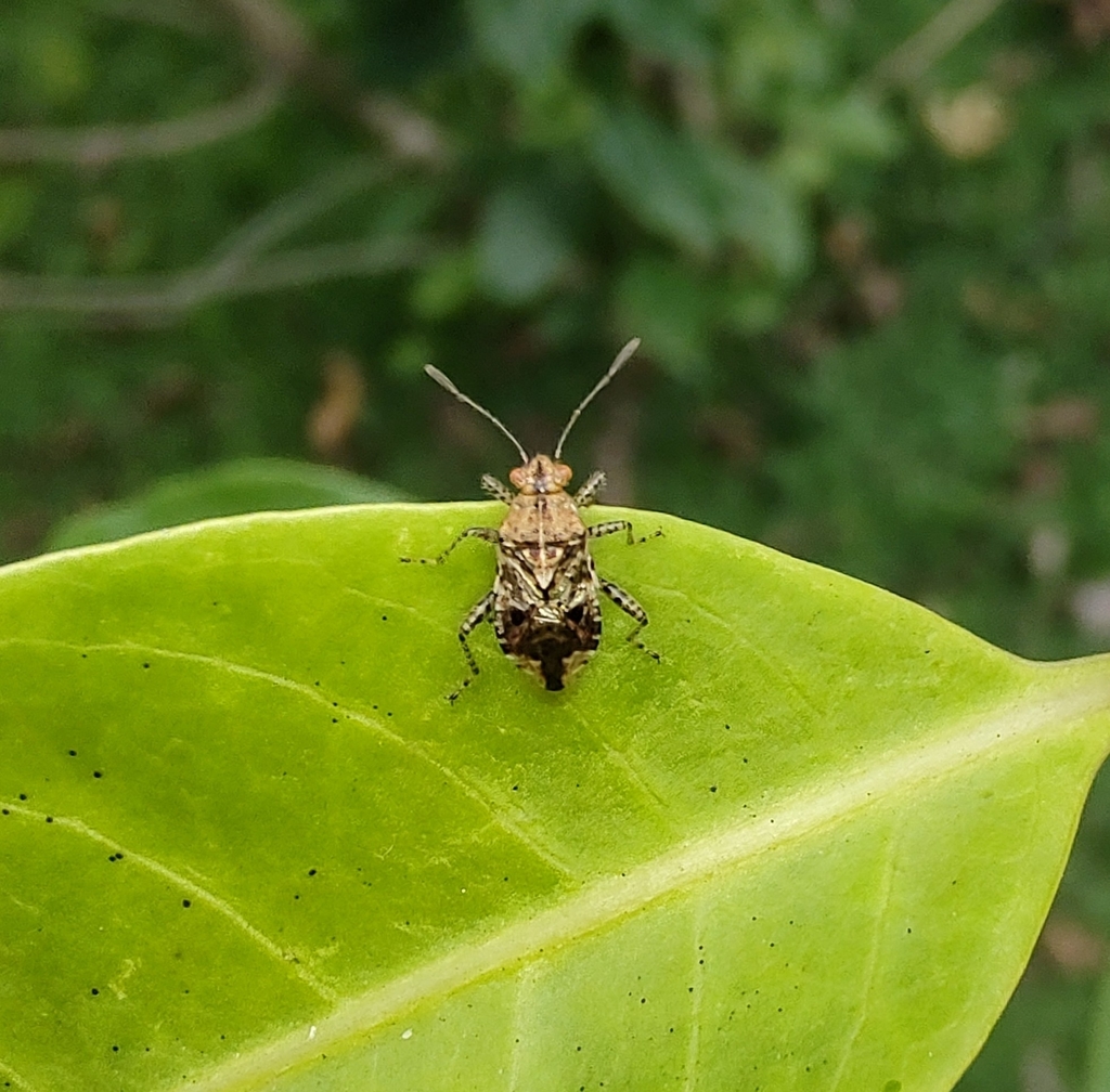 Hibiscus Scentless Plant Bug from Vila Lucy, Goiânia - GO, 74413 ...