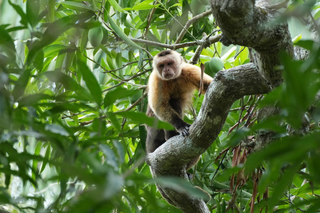 Colombian White-throated Capuchin from Carrera 3, Santa Catalina ...