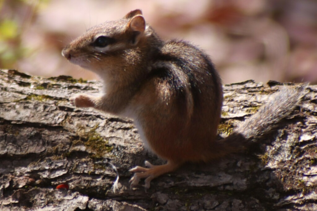 Eastern Chipmunk from Oil City, PA 16301, USA on March 29, 2024 at 12: ...