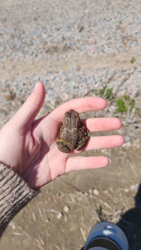 Southern Toad from Stumpy Point, NC 27978, USA on March 29, 2024 at 12: ...