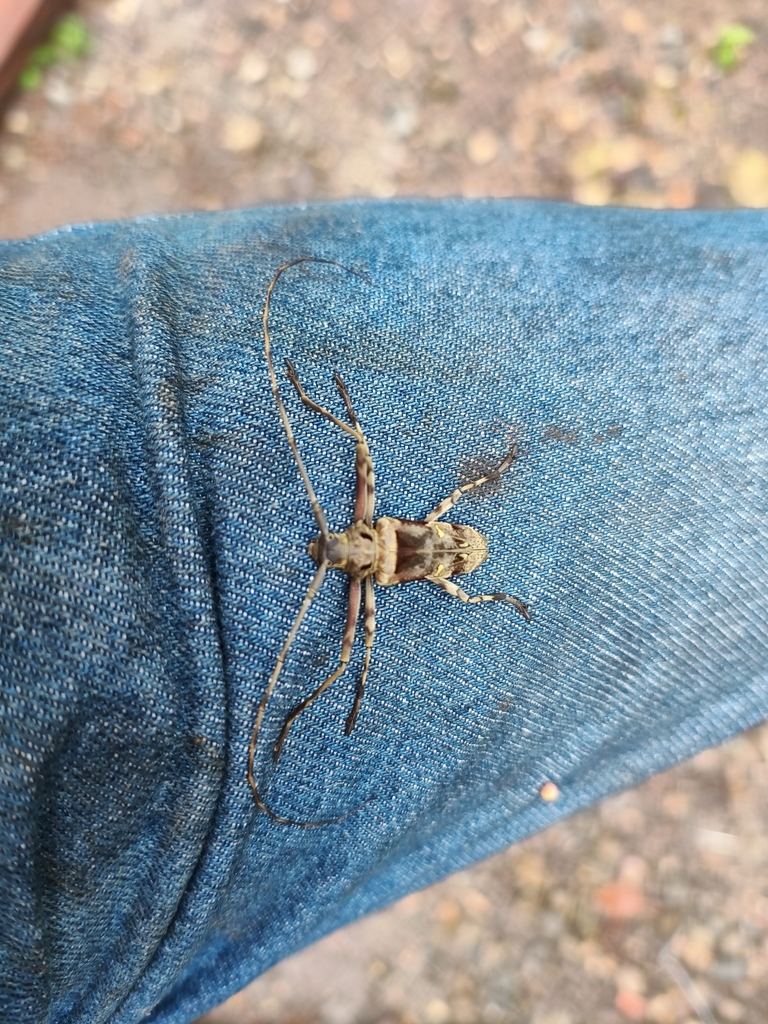 Flat-faced Longhorn Beetles from Guamal, Meta, Colombia on 29 March ...