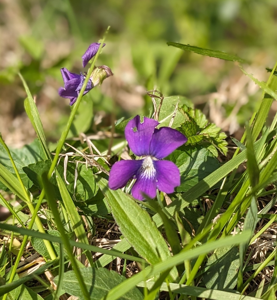 common blue violet from Germantown, OH, USA on March 29, 2024 at 05:14 ...