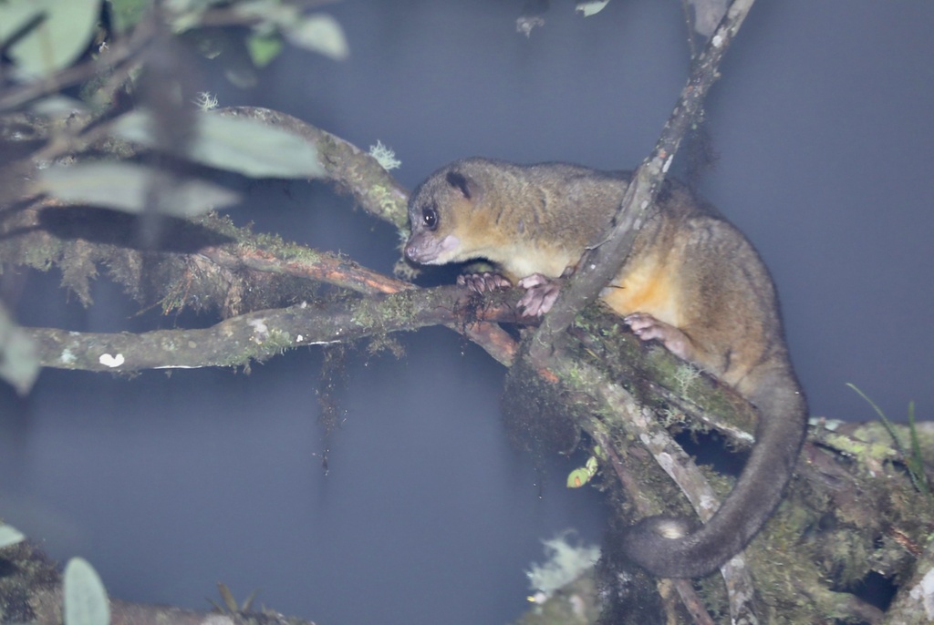 Kinkajou in March 2024 by Fern Zhang · iNaturalist
