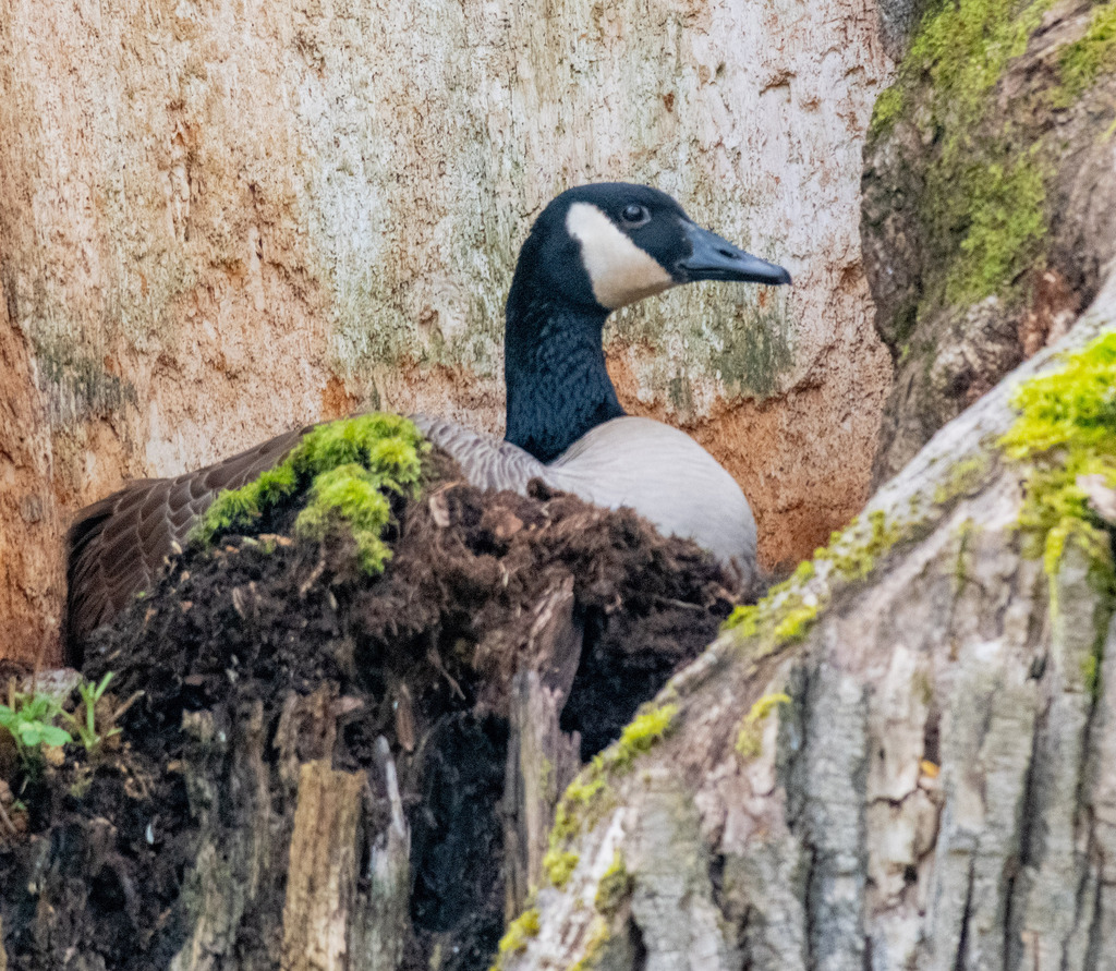Canada Goose from Nisqually, Washington, United States on March 29 ...