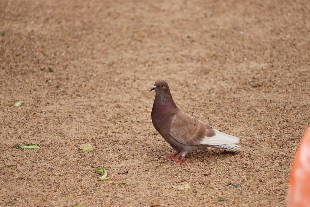Feral Pigeon from Alamo Heights, San Antonio, TX, USA on March 18, 2024 ...