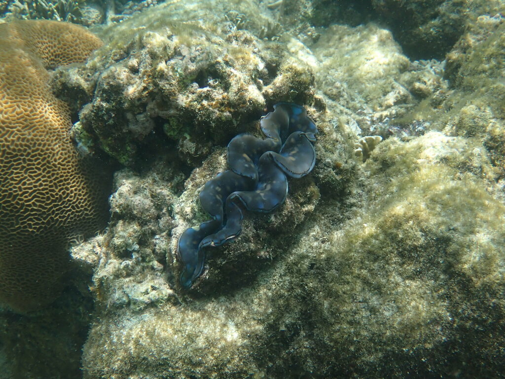 Small Giant Clam in March 2024 by Larry Zheng · iNaturalist