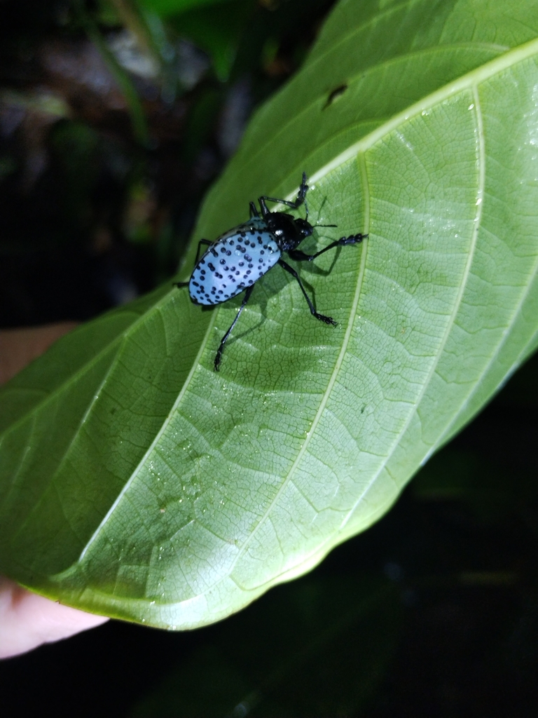 Blue Fungus Beetle from Parque Nacional Barbilla on December 9, 2023 at ...