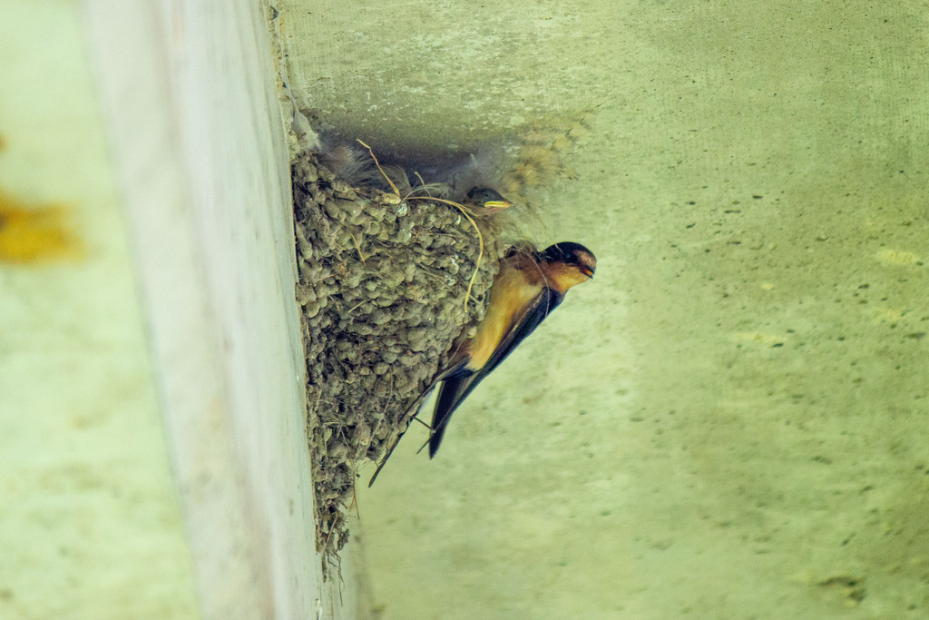 Barn Swallow from Urbana, IL, USA on August 2, 2020 at 01:48 PM by ...