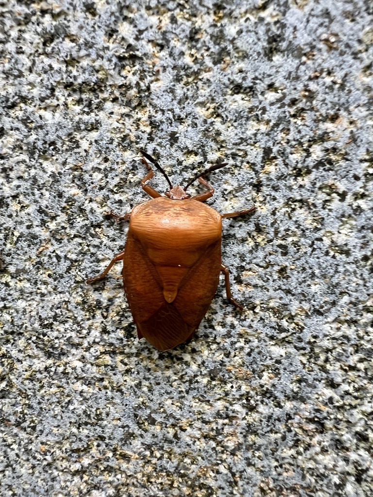 Lychee Stink Bug from 臺灣島, 文山區, TPE, TW on March 30, 2024 at 11:37 AM ...