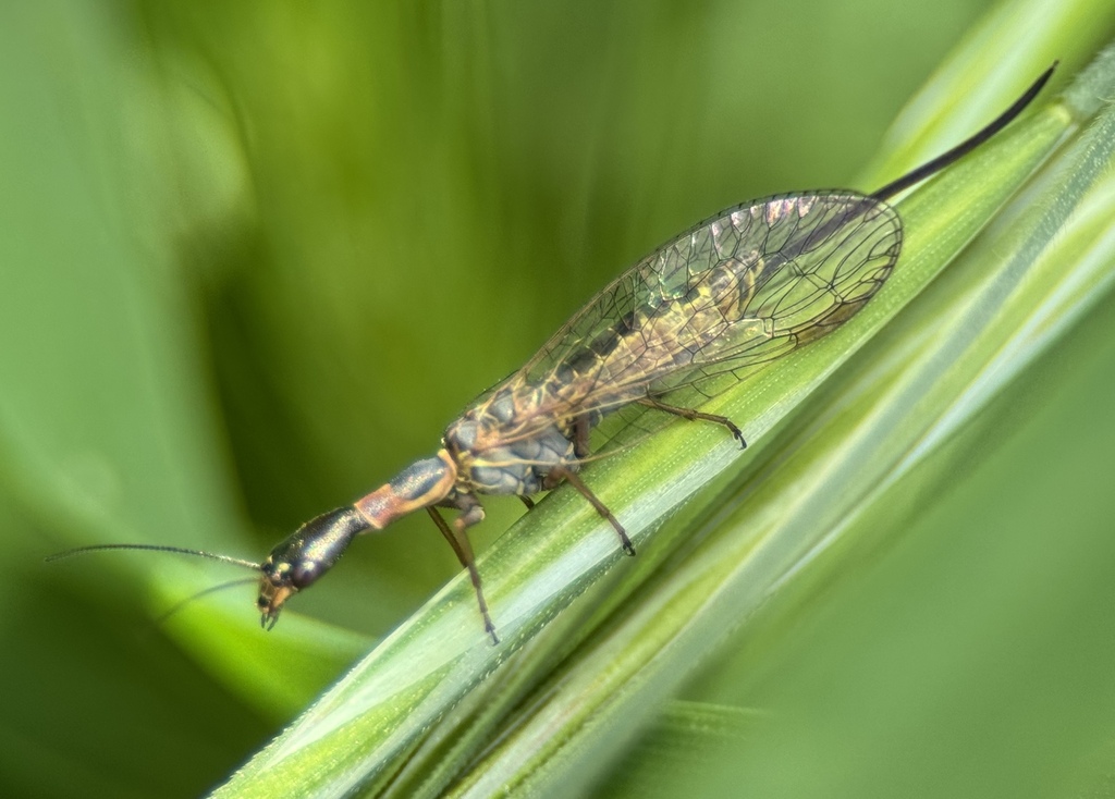 Common Snakeflies from Pleasant Acres Dr, San Jose, CA, US on March 24 ...