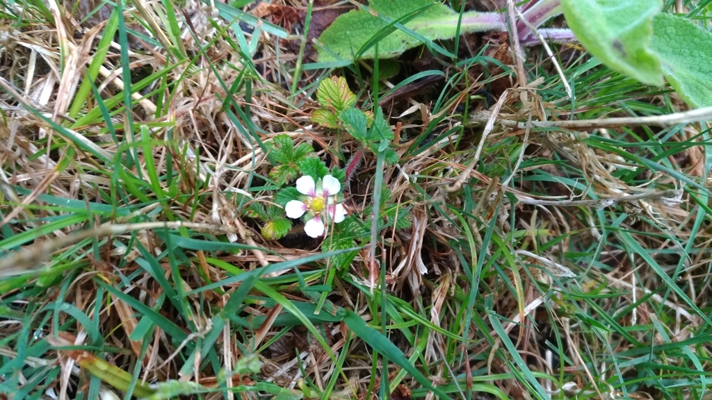 Fragaria hayatae from 556台灣南投縣信義鄉玉山林道 on April 27, 2019 at 05:26 PM by ...