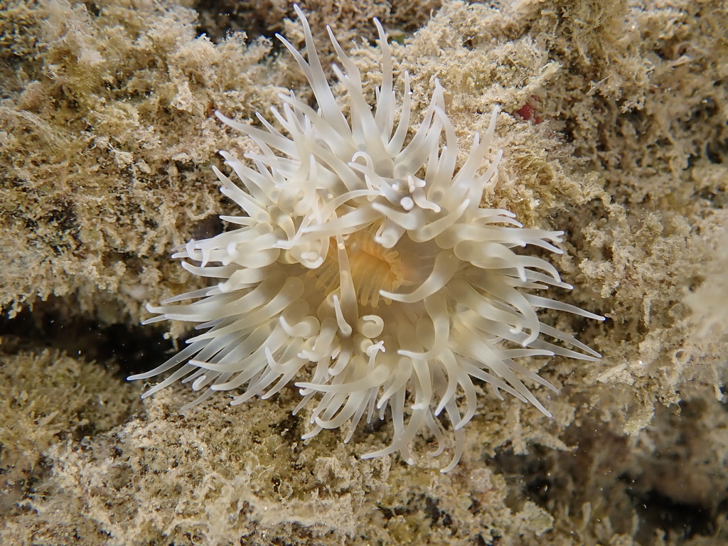 Sea Anemones and Corals from La Balsa on August 30, 2020 at 05:32 AM by ...