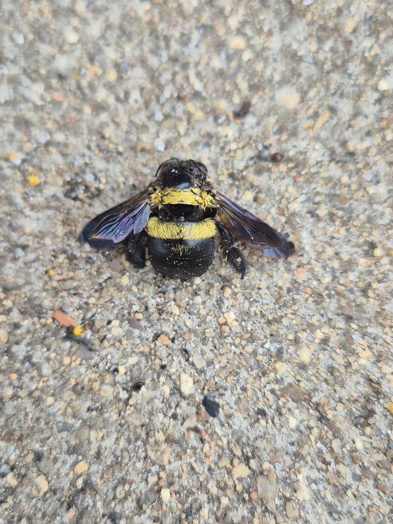 Double-banded Carpenter Bee from Mbombela, South Africa on March 30 ...