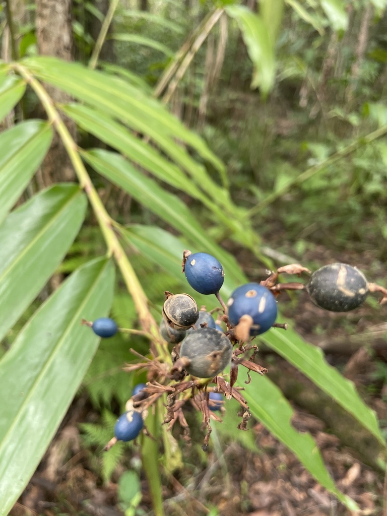 Native Ginger from Nerang, Nerang, AU-QL, AU on March 30, 2024 at 08:40 ...