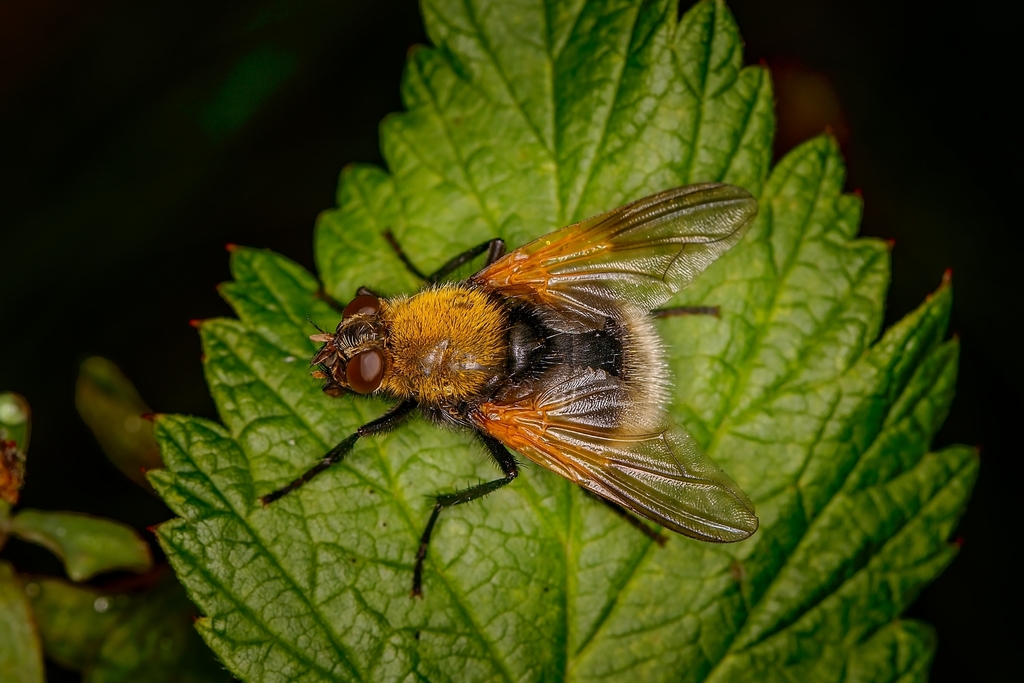 moustached fly from 962 05 Hriňová, Slovensko on October 1, 2020 at 10: ...