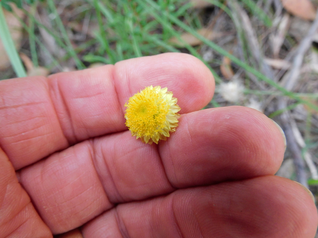button everlasting from Sydney NSW, Australia on March 30, 2024 at 04: ...