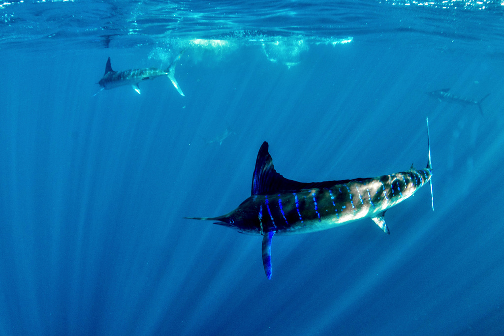Marlin rayado en noviembre de 2022 por Ben Illis · iNaturalist Ecuador