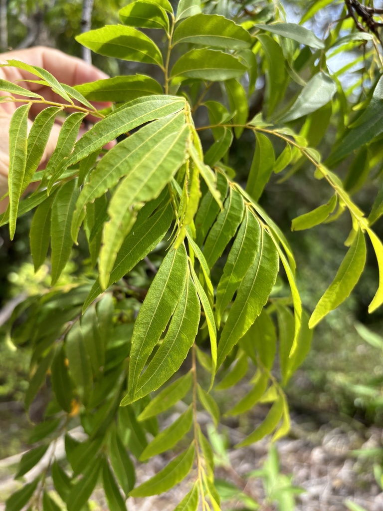 Fern Top from K’gari (Fraser Island) Recreation Area, Eurong, QLD, AU ...