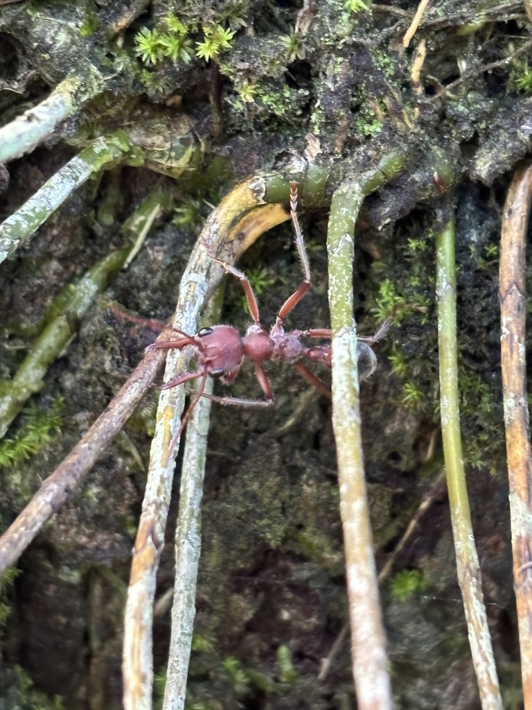 Myrmecia comata from K’gari (Fraser Island) Recreation Area, Eurong ...