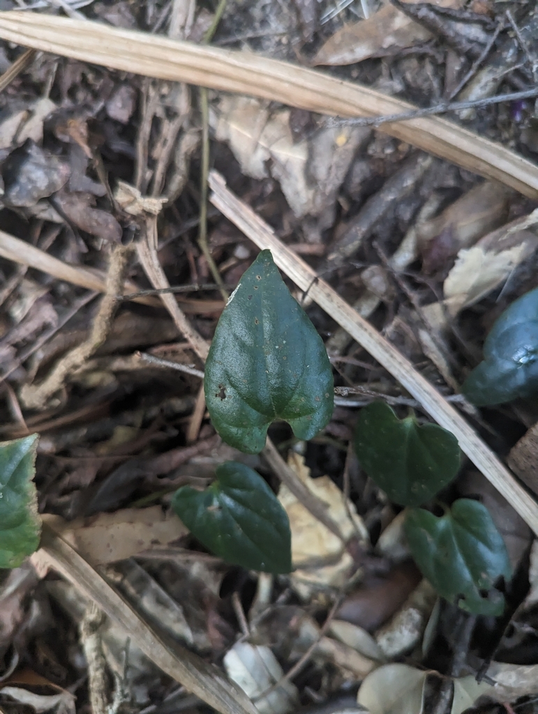 Common Yam Vine from Woombye QLD 4559, Australia by Maxim · iNaturalist