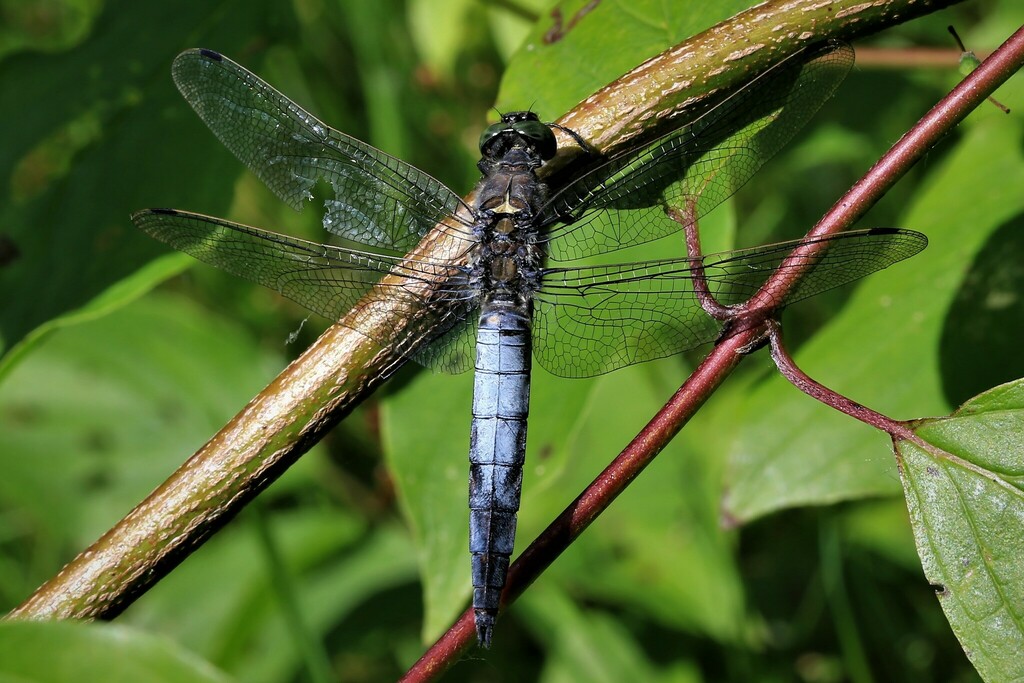 Black-tailed Skimmer from Bratislava, Slovensko on September 26, 2012 ...