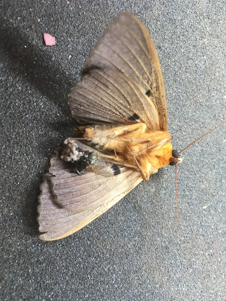 Southern Moon Moth from Bridge St, Eltham, VIC, AU on January 10, 2020 ...