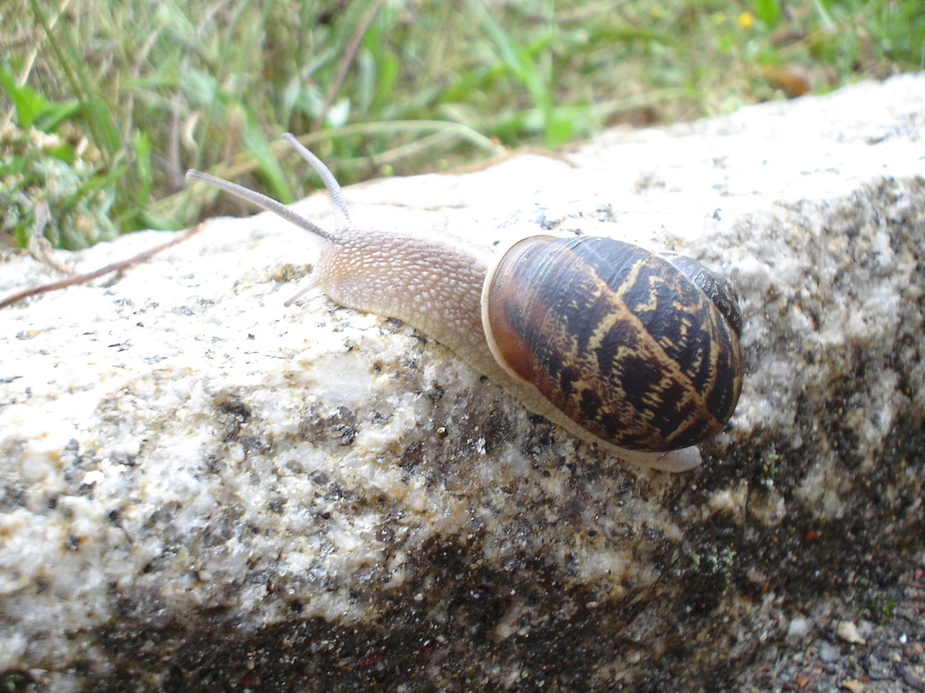 Garden Snail from Porto - Portugal on August 31, 2007 by Gabriela ...