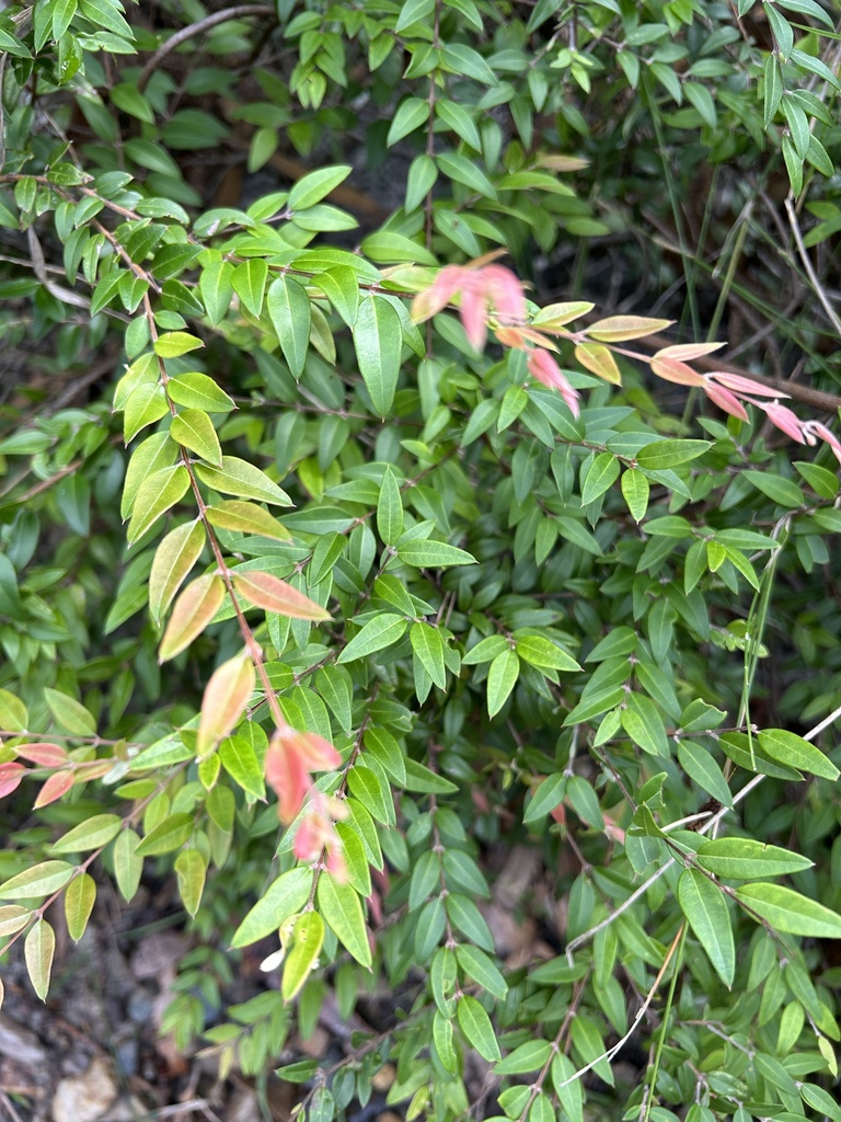Midgen Berry from Noosa National Park, Noosa Heads, QLD, AU on March 30 ...