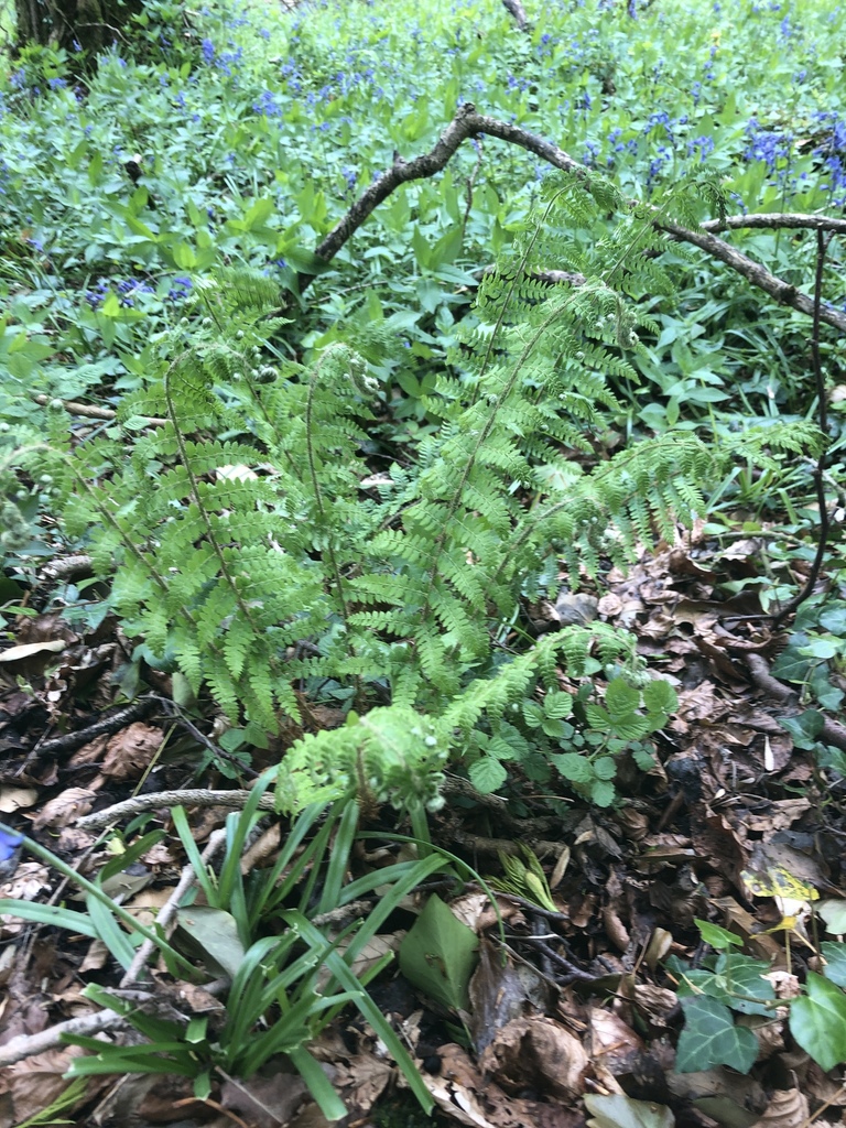 soft shield fern from BS35, Bristol, England, GB on April 27, 2019 at ...