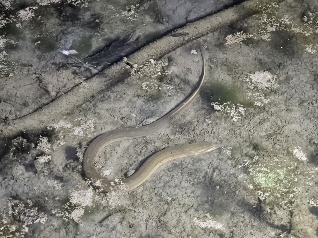 Asian swamp eel in March 2024 by Kyongman Heo · iNaturalist