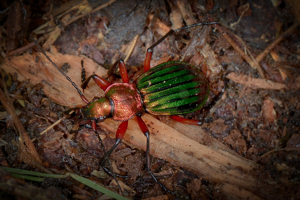 Carabus auronitens from 032 42 Pribylina, Slovensko on May 28, 2022 at ...
