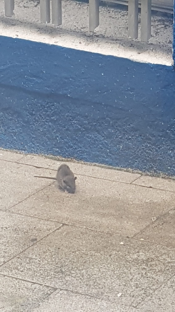 Brown Rat from A Coruña, 15009 La Coruña, España on March 30, 2024 at ...