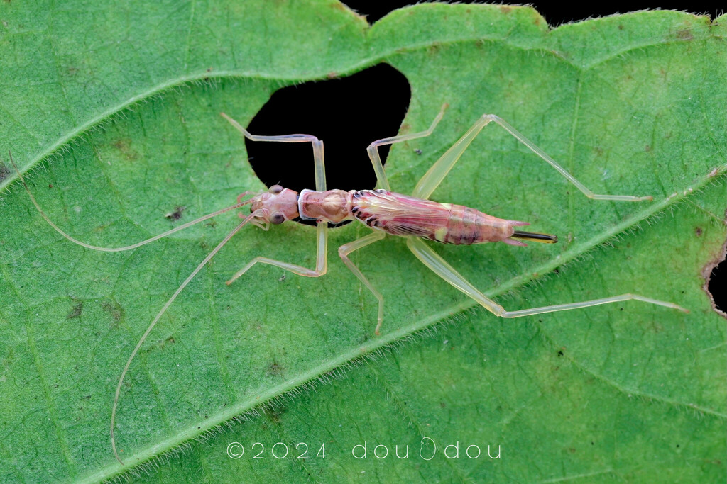 Xabea from 中国广西壮族自治区崇左市龙州县 on February 2, 2024 at 09:33 PM by 豆豆 · ...