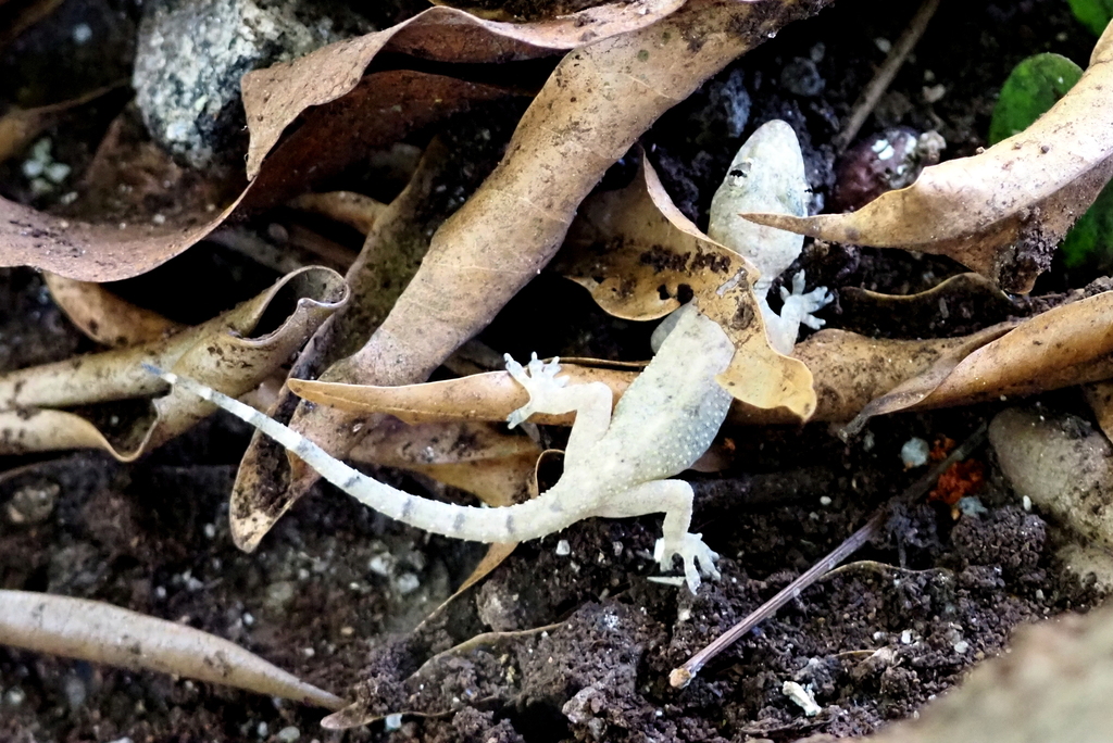 Tropical House Gecko from Cabo Frio, State of Rio de Janeiro, Brazílie ...