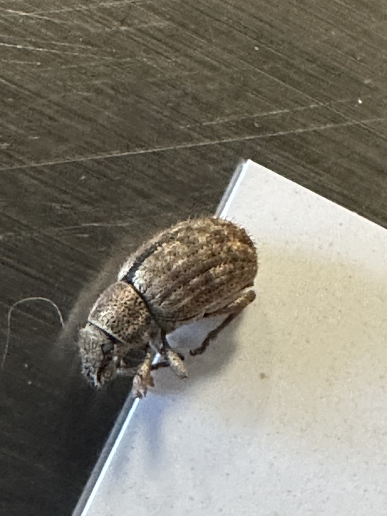 Nut Leaf Weevil from Dogwood Dr, Everett, WA, US on March 30, 2024 at ...