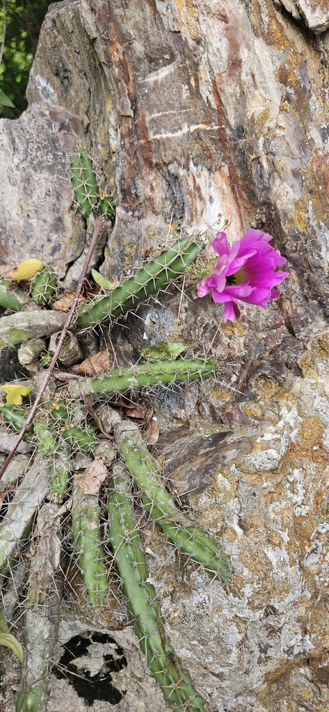 Echinocereus pentalophus procumbens from McAllen, TX 78503, USA on ...