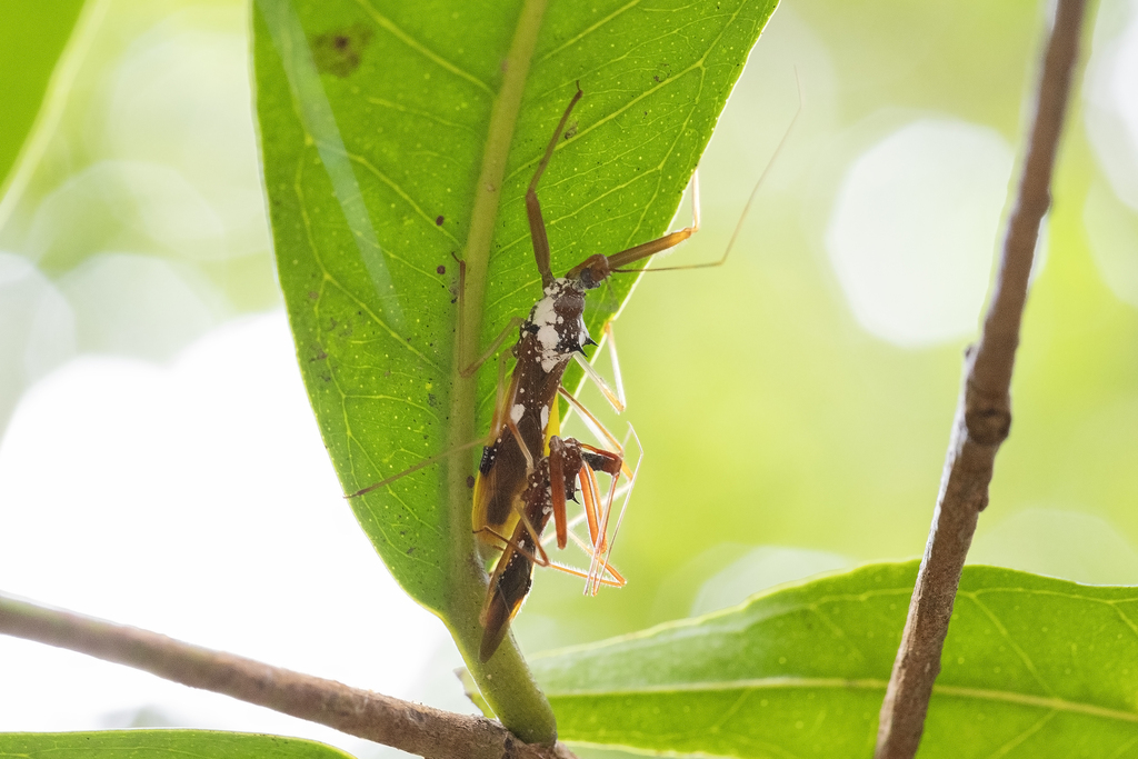 Epidaus famulus from Kwan Tei, Hong Kong on March 30, 2024 at 12:32 PM ...