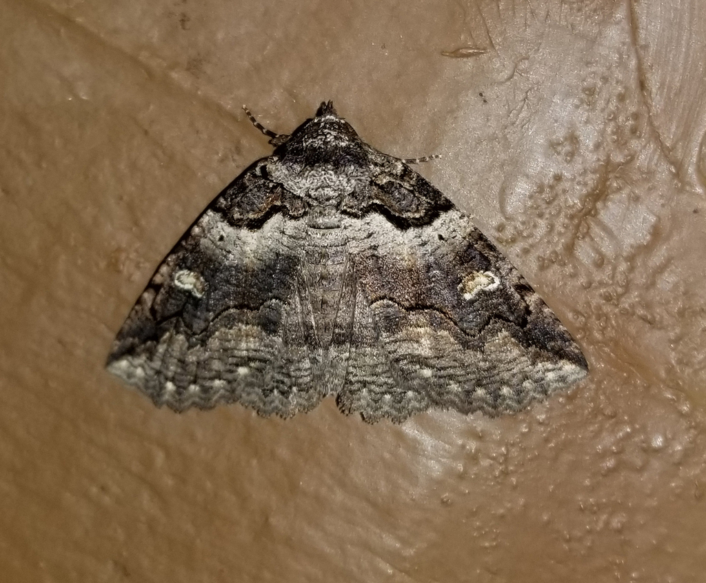 Intent Zale Moth from Fentress County, TN, USA on March 29, 2024 at 08: ...