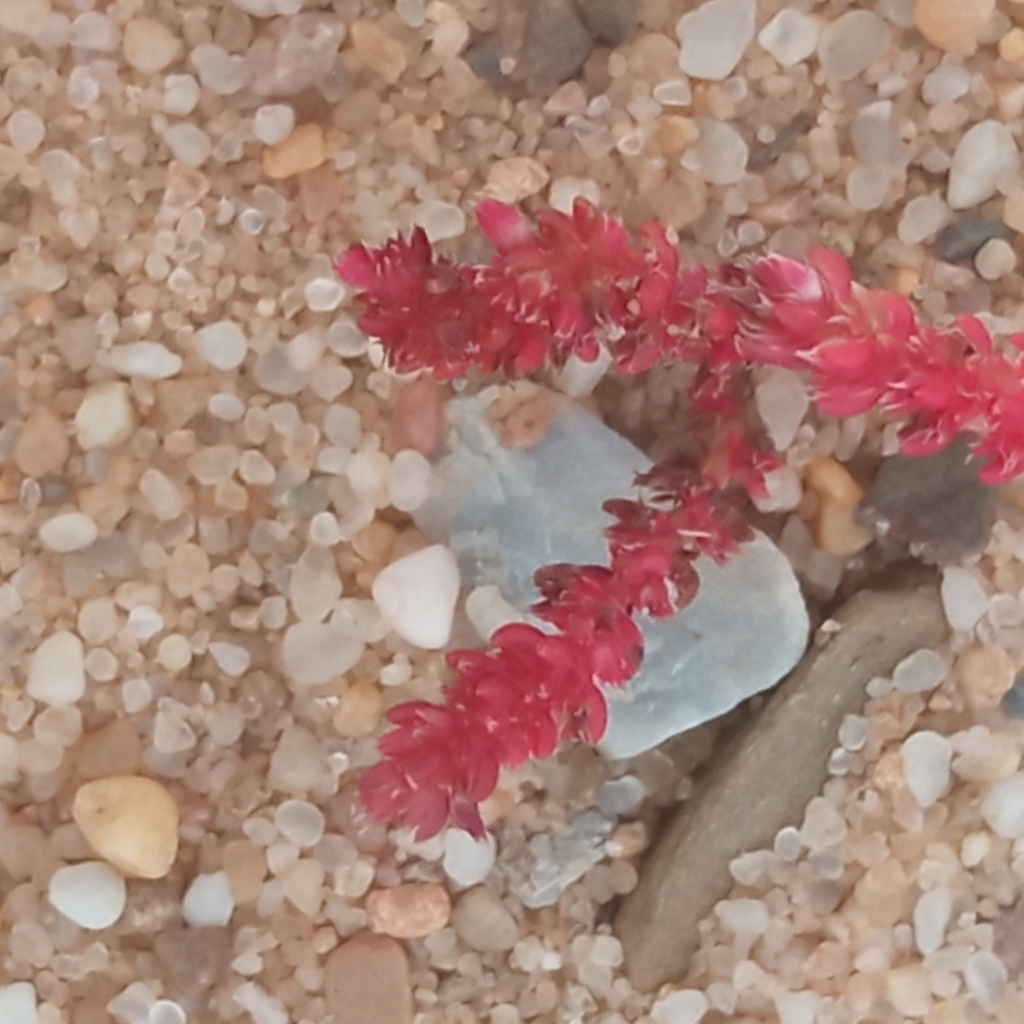 Mossy Stonecrop from Filfila, Algérie on March 30, 2024 by Amar Saci ...