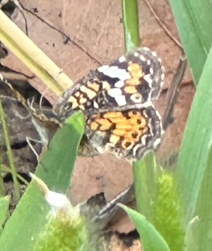 Phaon Crescent from E Klingemann St, New Braunfels, TX, US on March 30 ...