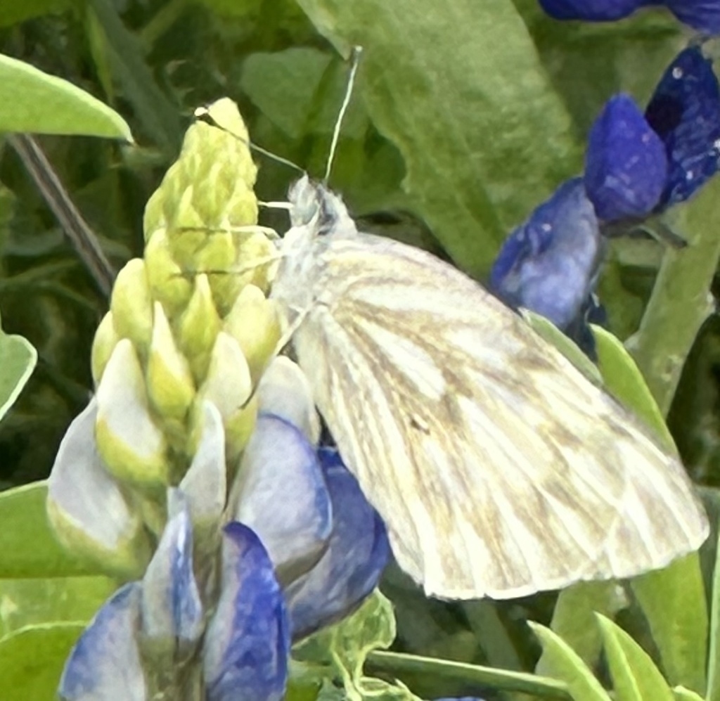 Checkered White from E Klingemann St, New Braunfels, TX, US on March 30 ...