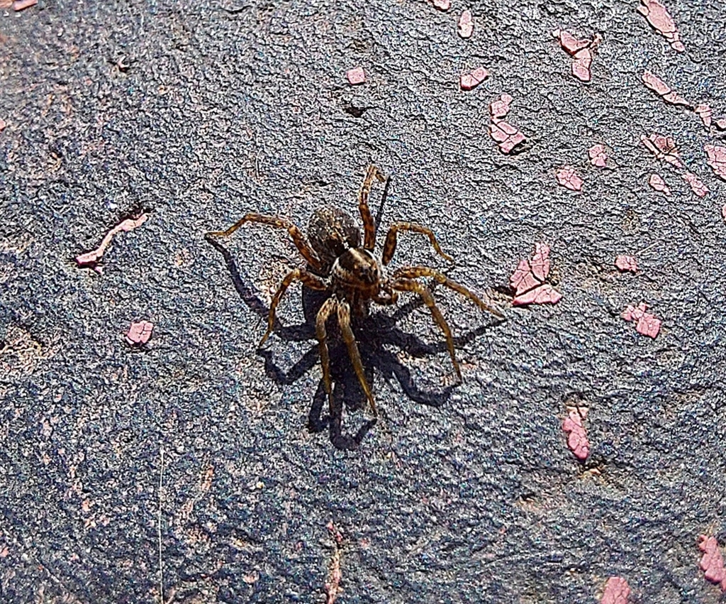 Spotted Wolf Spider from Днепровский район, Херсон, Херсонская область ...