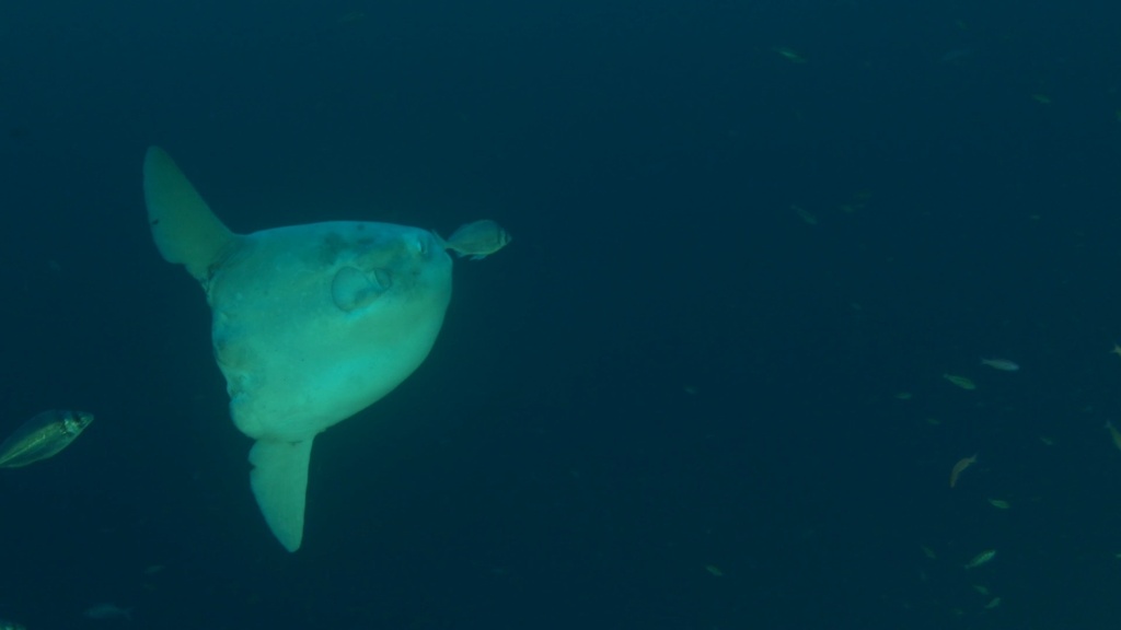 Hoodwinker Mola from Bahía Cumberland, Valparaíso Region, CL on March ...